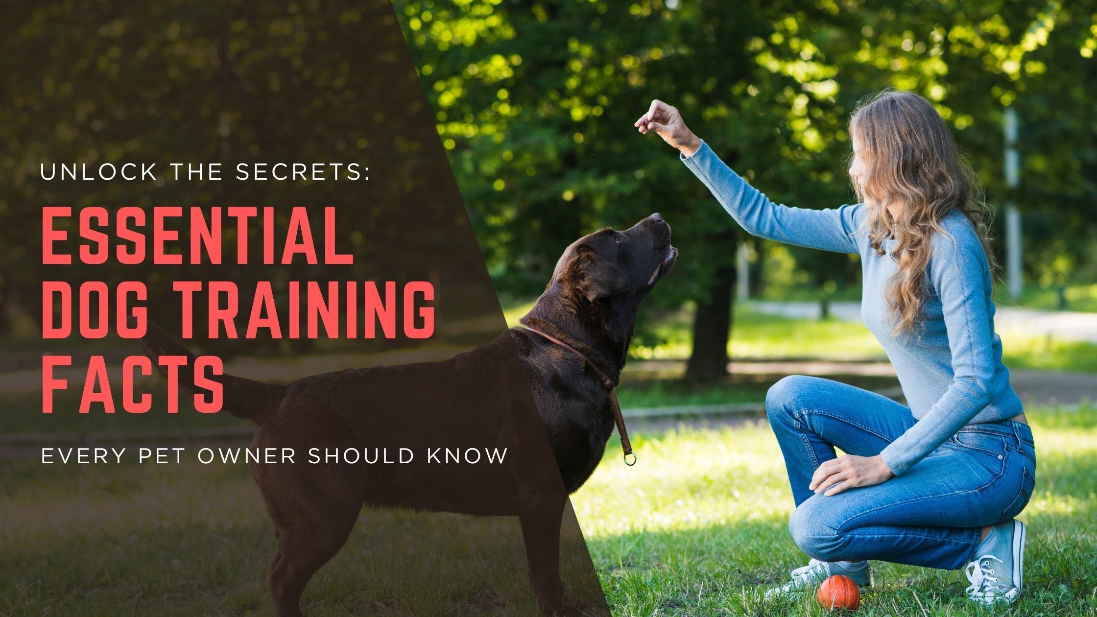 Essential Dog Training Facts Every Pet Owner Must Know – Pambros